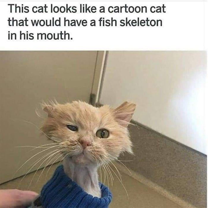 It's Bill the Cat?? - 9GAG