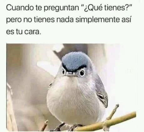 Meme De Cara Enojada No