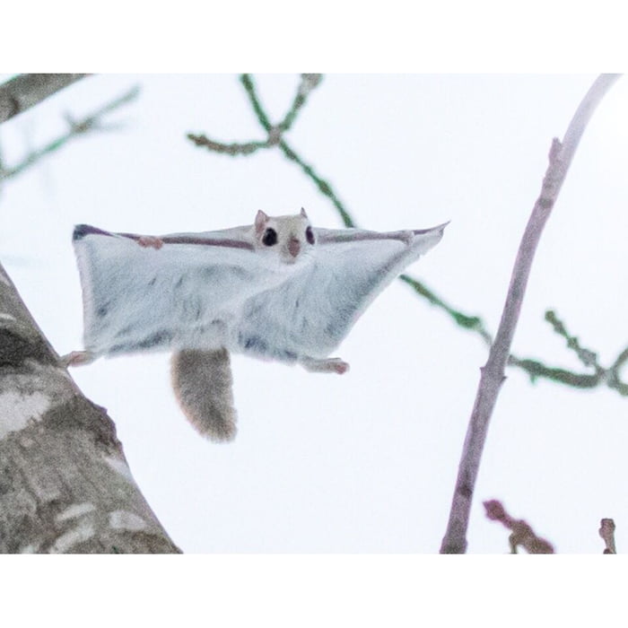 16 Photos Of Japanese Dwarf Flying Squirrels That Look Like Pokémon - 9GAG