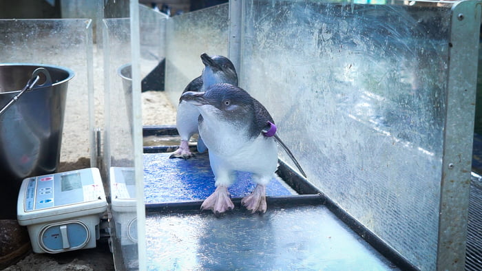 Zoo's New Health Monitoring Device Is Penguin-Friendly - 9GAG