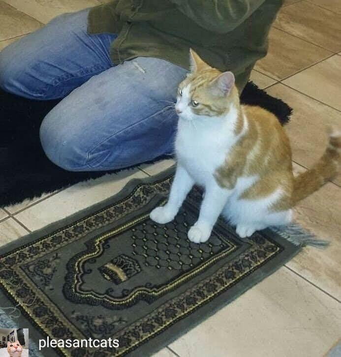 So my cat converted to a Muslim today .... - 9GAG