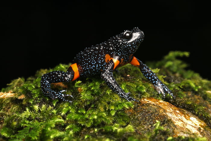 The extremely rare galaxy frog of Kerala Forest, India, is known from ...
