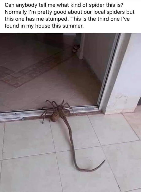 Funny Killing Spider Memes Kill Spider GIFs | Tenor
