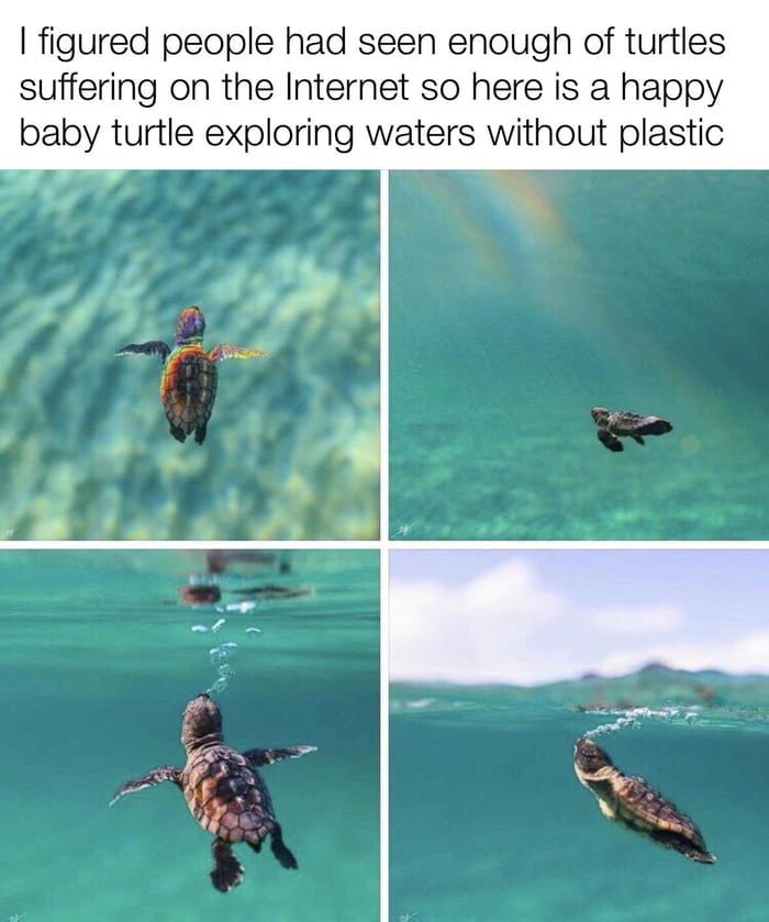Happy turtle - 9GAG