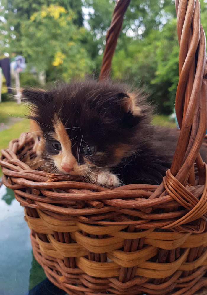 Basket kitty - 9GAG
