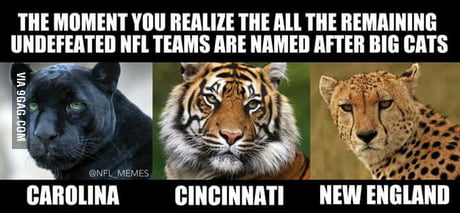 New England Cheetah Memes When Is It Time To Put Down A Dog Who Is