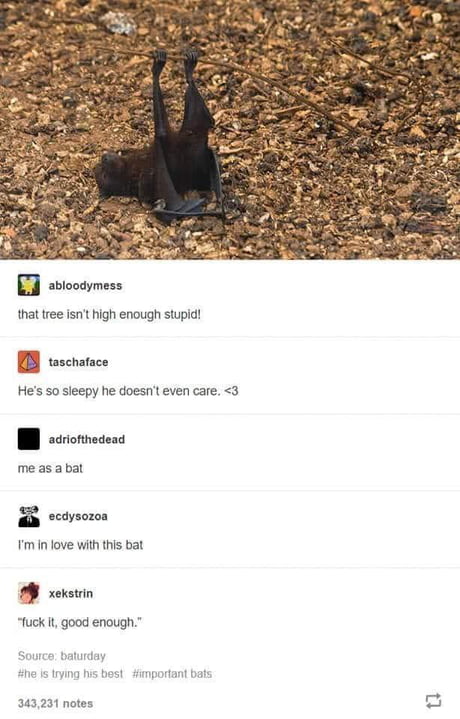 Best Funny bat Memes - 9GAG