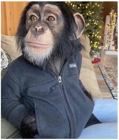 Best Funny monke Memes - 9GAG