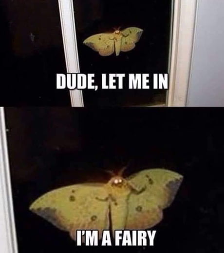 Best Funny moth Memes - 9GAG