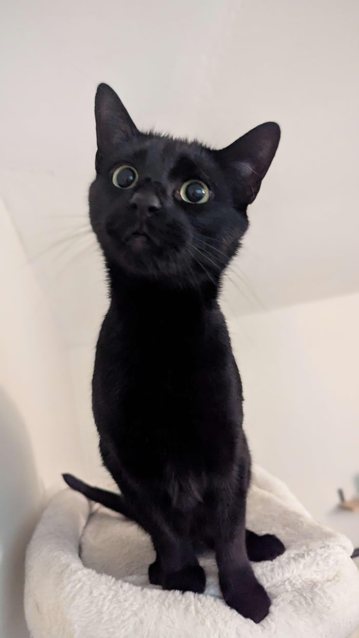 3 weeks since we adopted this little guy. - 9GAG