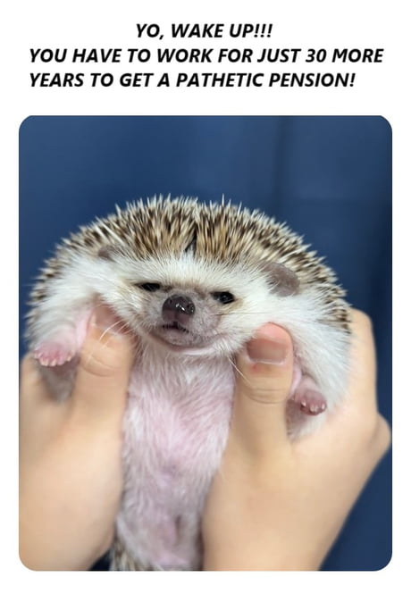 Best Funny hedgehog Memes - 9GAG