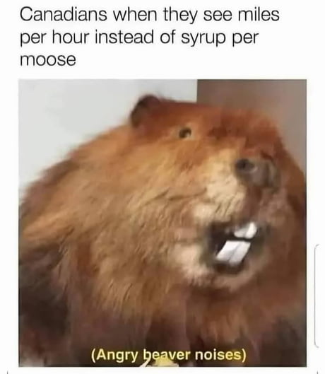 Funny Beaver Memes Beaver Memes & GIFs Imgflip