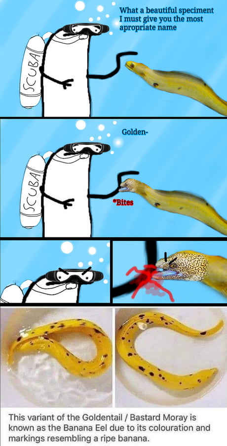 Memes Bastard Saill