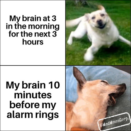 Tiny Wolf Memes Best Funny Wolf Memes 9GAG