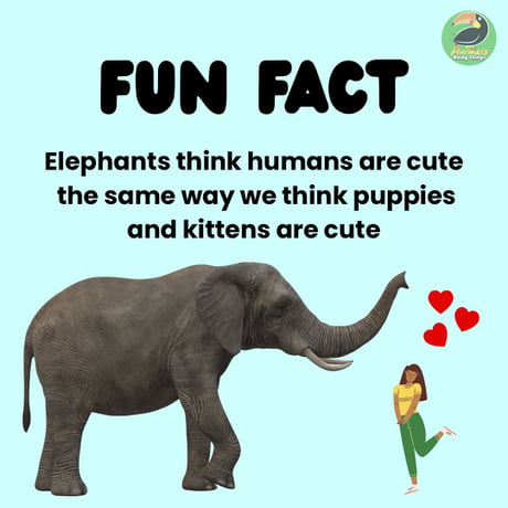 Animated Elephant Memes