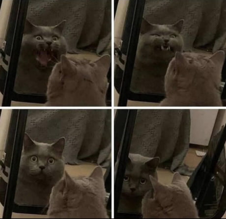 Best Funny mirror Memes - 9GAG