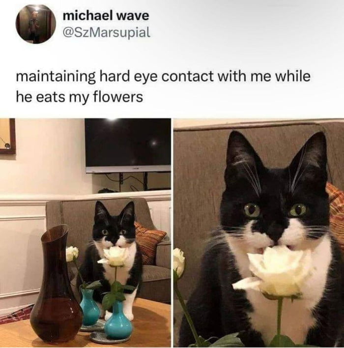 Flowers. Eye contact. - 9GAG