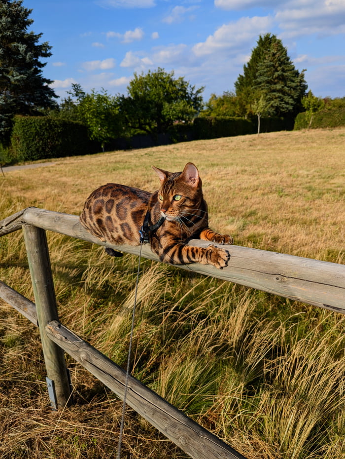 Just a chilli cat on the leash - 9GAG