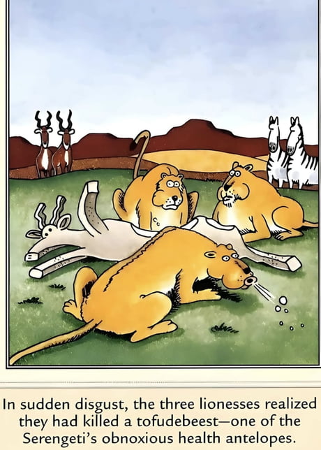 Best Funny lion Memes - 9GAG