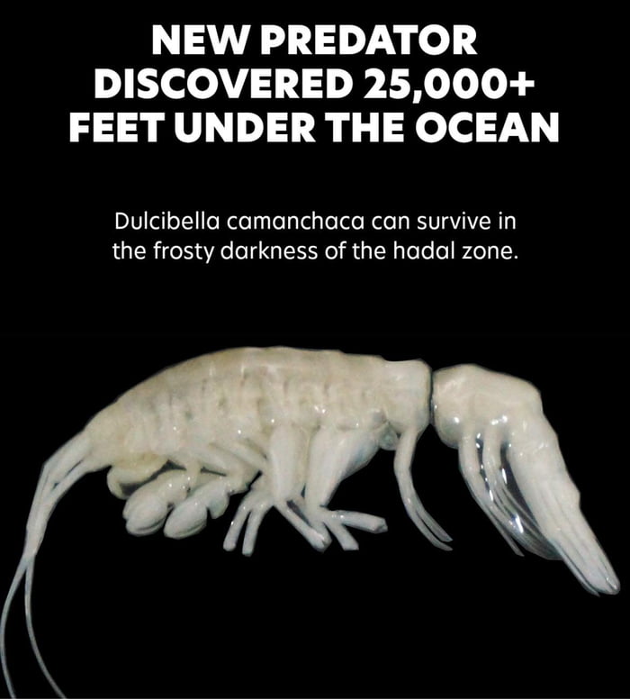 Dulcibella Camanchaca - 9GAG