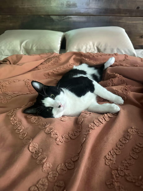 Best Funny dingus Memes - 9GAG