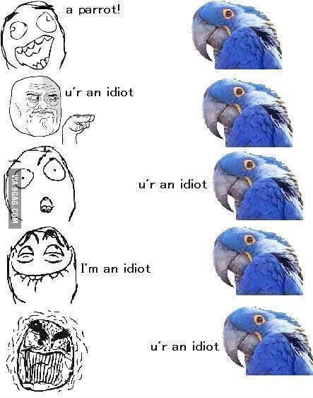 Paranoid Parrot Meme