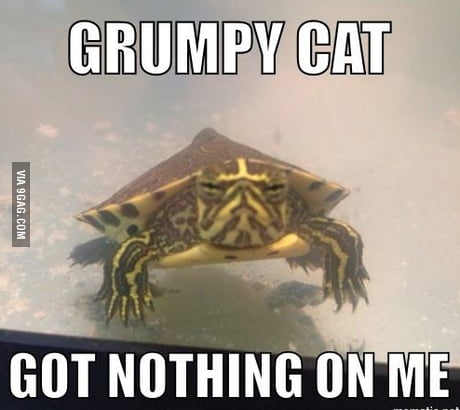 Grumpy Turtle Memes Time To Tuck Yourself In And Say Goodnight Baby