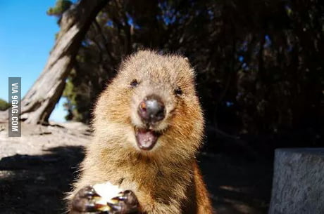 Quokka Meme Smiling Related