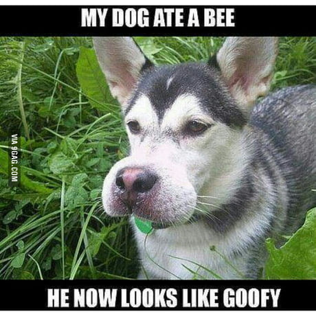 Dog Moon Moon Meme