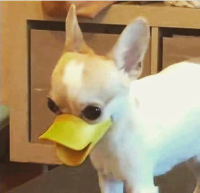 Look at this cat - 9GAG