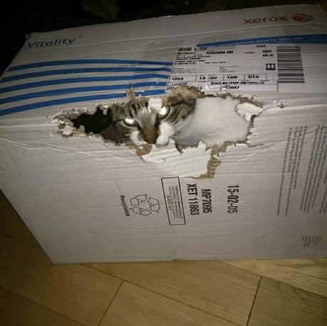 Best Funny quantum superposition Memes - 9GAG