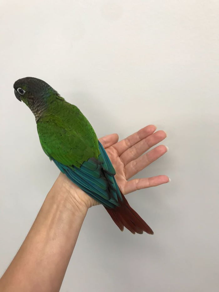 Vet Gives Parrot Prosthetic Wings After Owner Cut Them Off - 9GAG