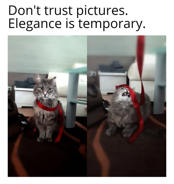 Not just cats - 9GAG