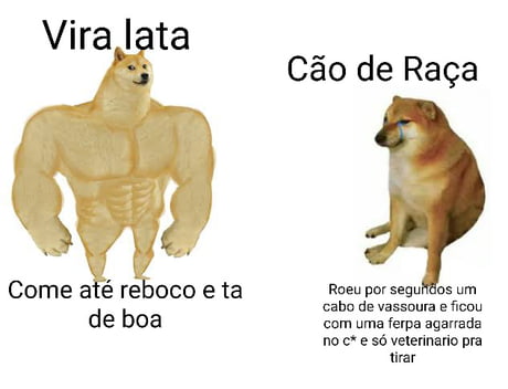 Best Funny vira lata caramelo Memes - 9GAG