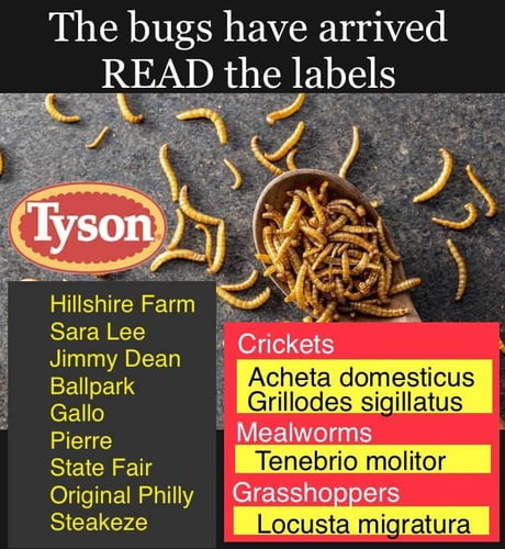 Best Funny eat ze bugs Memes - 9GAG