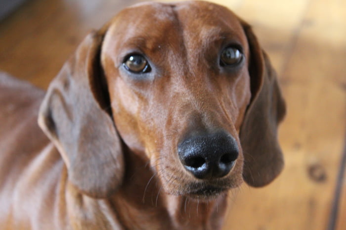 Show me your wiener - this is Bodo - 9GAG