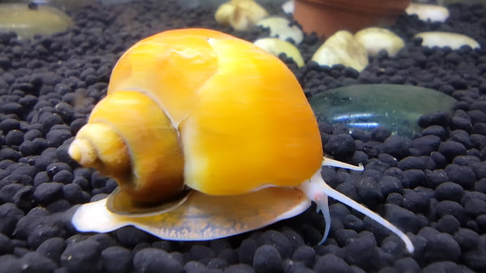 Golden Mystery Snail - 9GAG