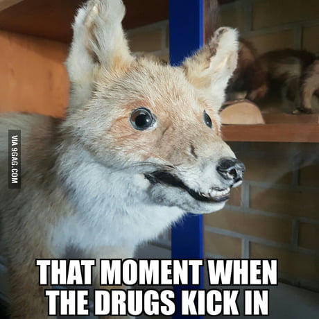 Drug Fox Memes Think Outside The Fox: Collection Of Fox Memes (20