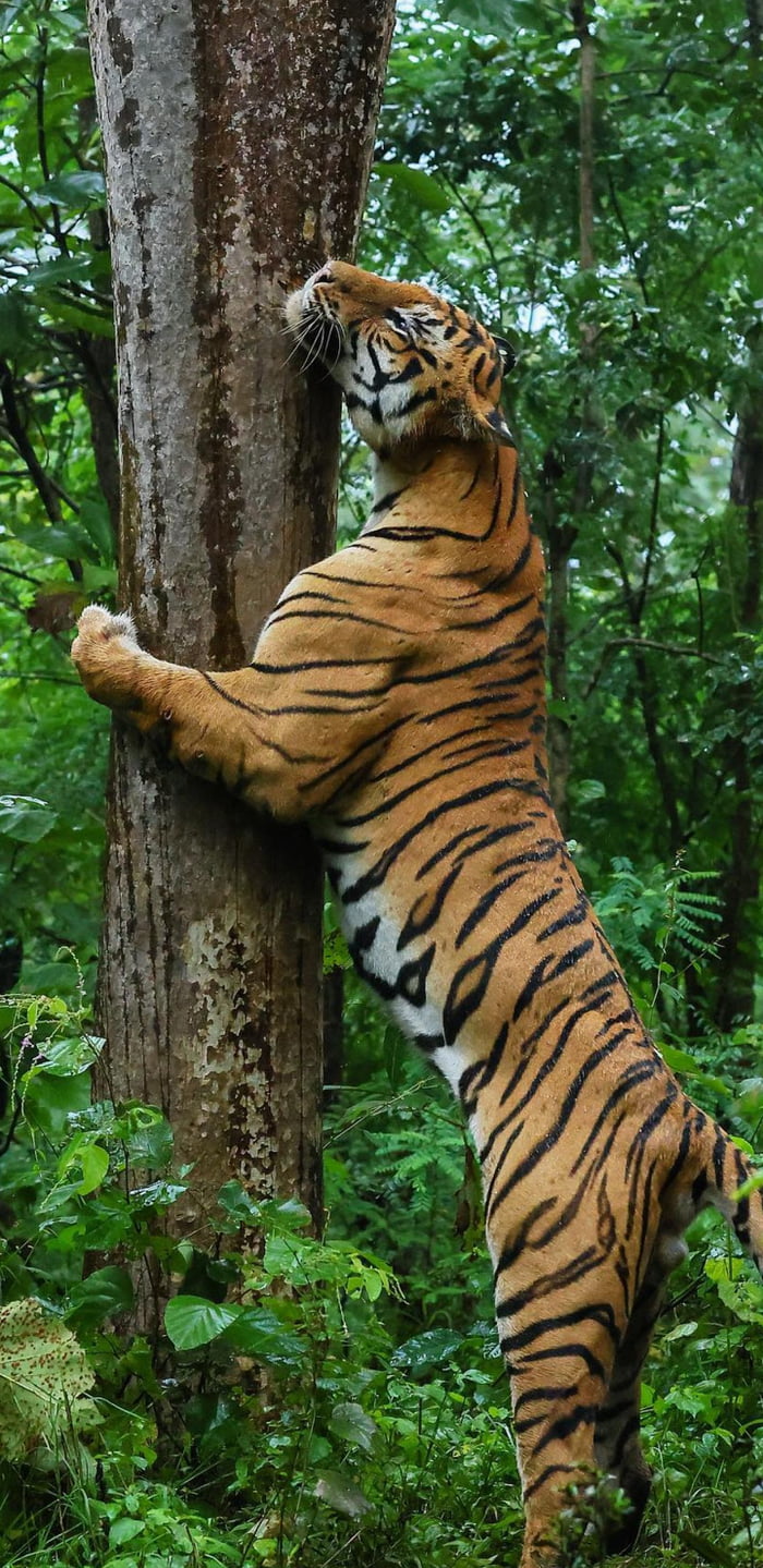 The majestic Royal bengal tiger - 9GAG