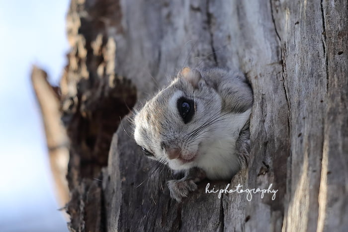 Japanese Photographers Share Photos Of Chonky Siberian Flying Squirrels ...