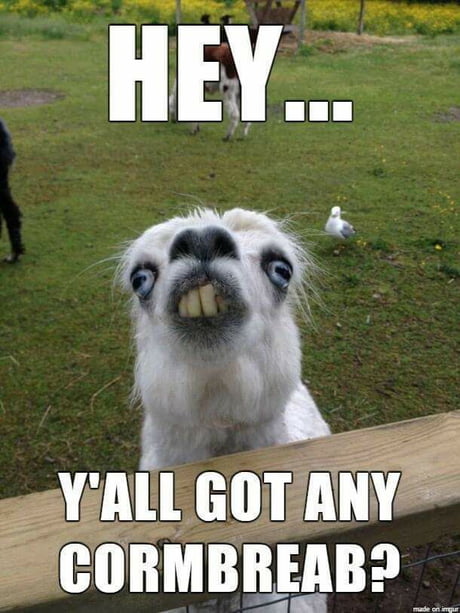 Cornbread Meme Llama Be A Country Singer Tycoon Roblox