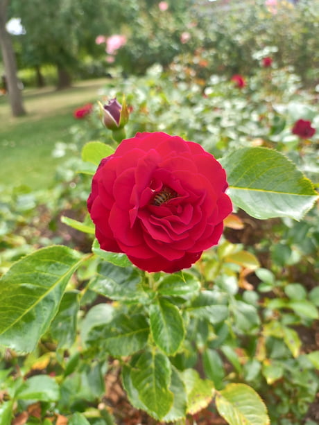 Best Funny bee Memes - 9GAG