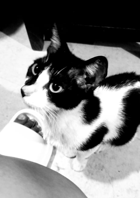 Best Funny meow Memes - 9GAG