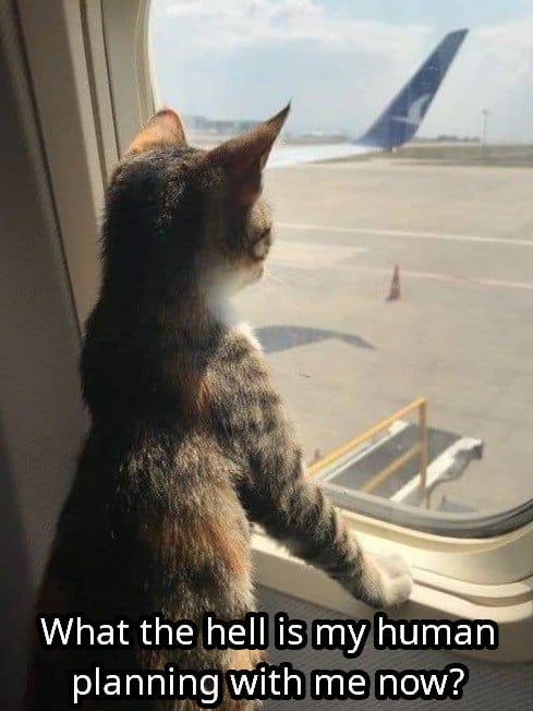 Flying with my cat should be fun - 9GAG