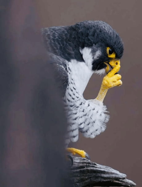 Best Funny falcon Memes - 9GAG