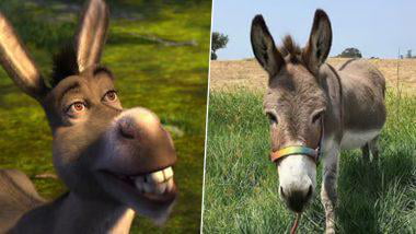 Perry the Donkey who served as model for Donkey in Shrek movies has ...