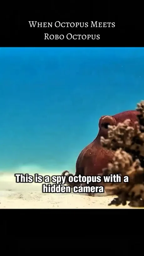 Husky Octopus Memes PBS Nature (@pbsnature) An Octopus's Arms Have A