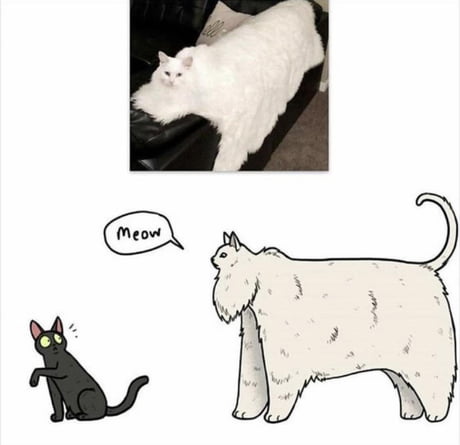 Best Funny meow Memes - 9GAG