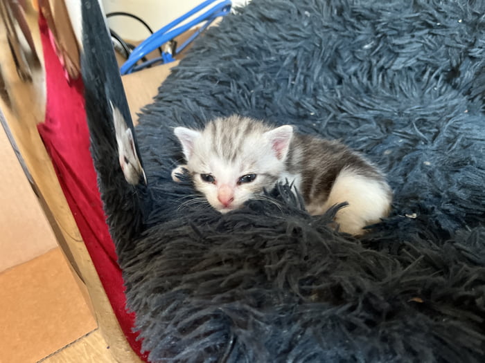 Explain your smolness. - 9GAG