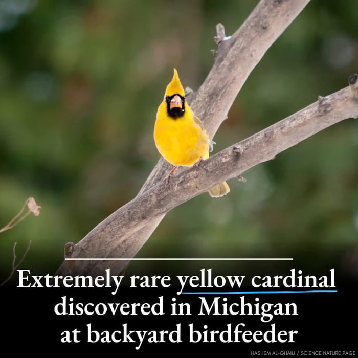 This yellow cardinal is exceptionally rare, with an occurrence rate of ...
